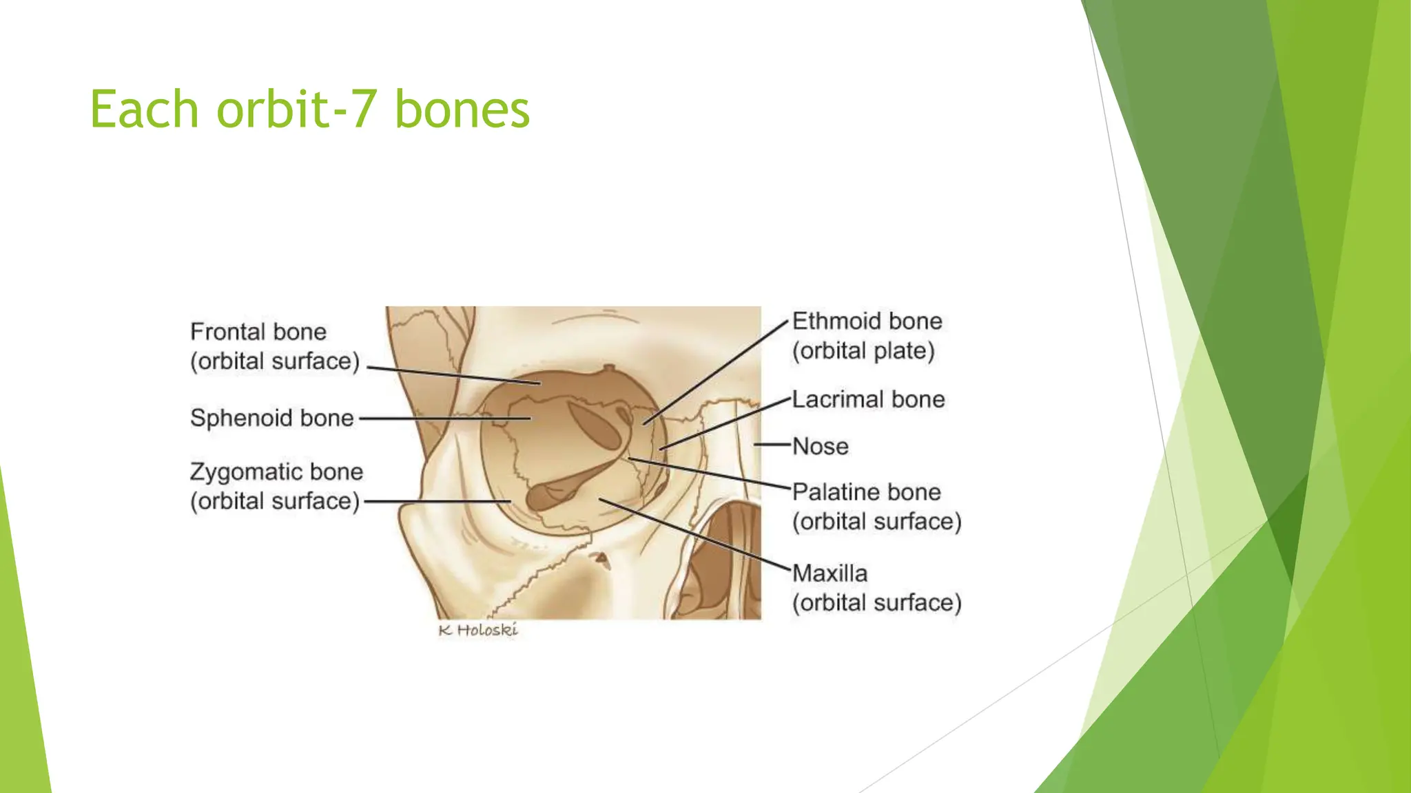 ANATOMY OF ORBIT.pptx anatomy of orbit ppt | PPTX