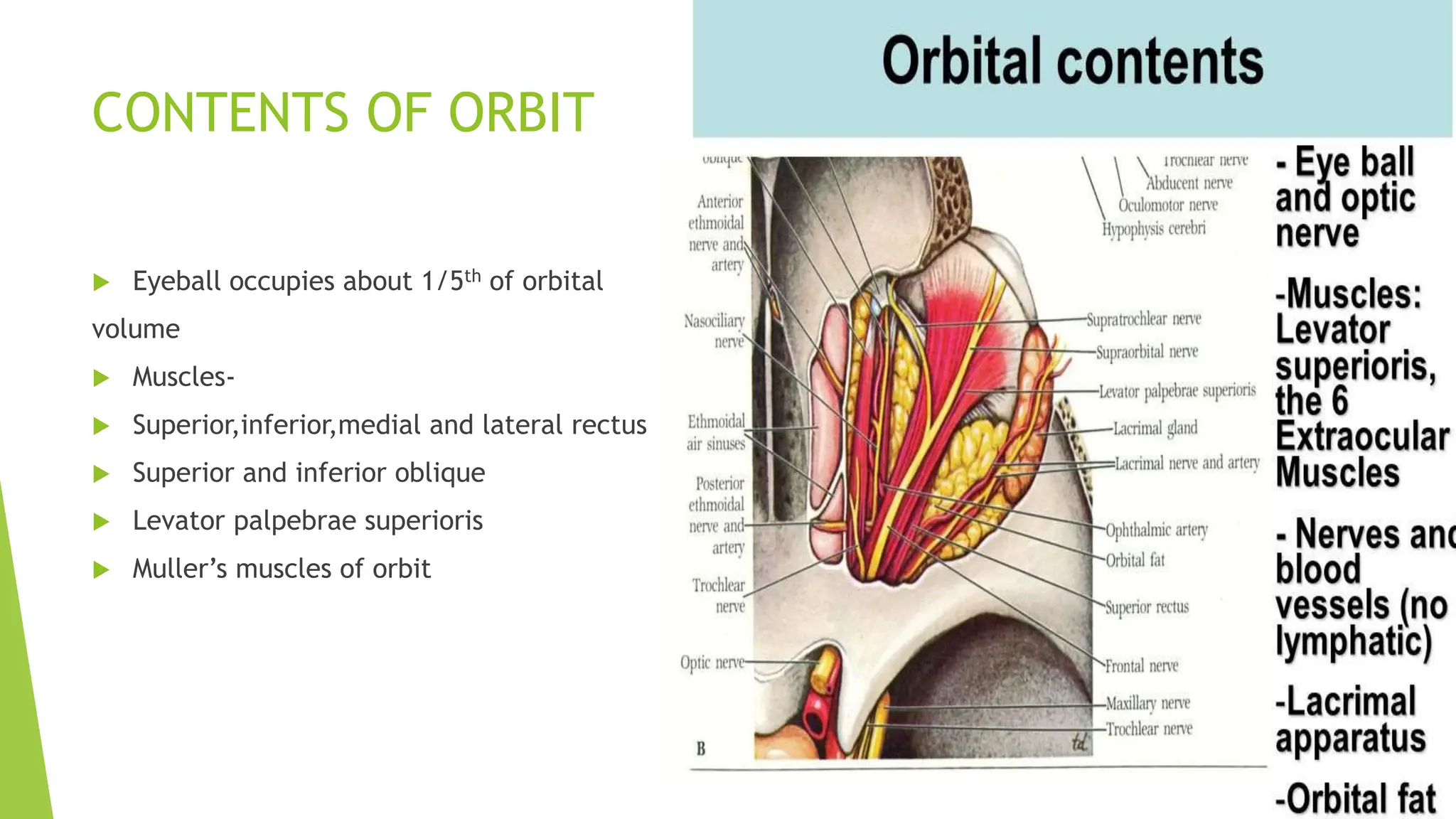 ANATOMY OF ORBIT.pptx anatomy of orbit ppt | PPTX