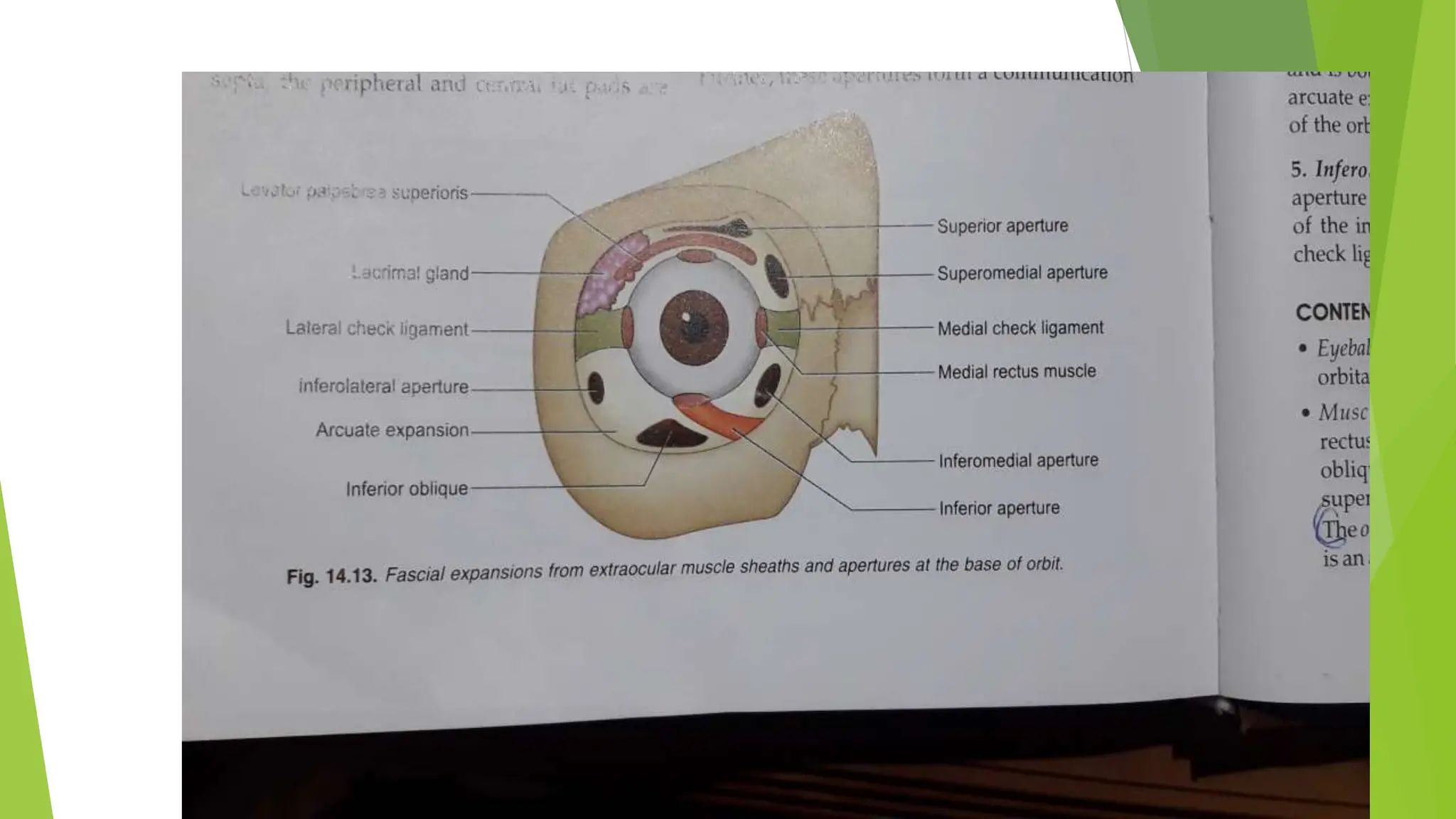 ANATOMY OF ORBIT.pptx anatomy of orbit ppt | PPTX