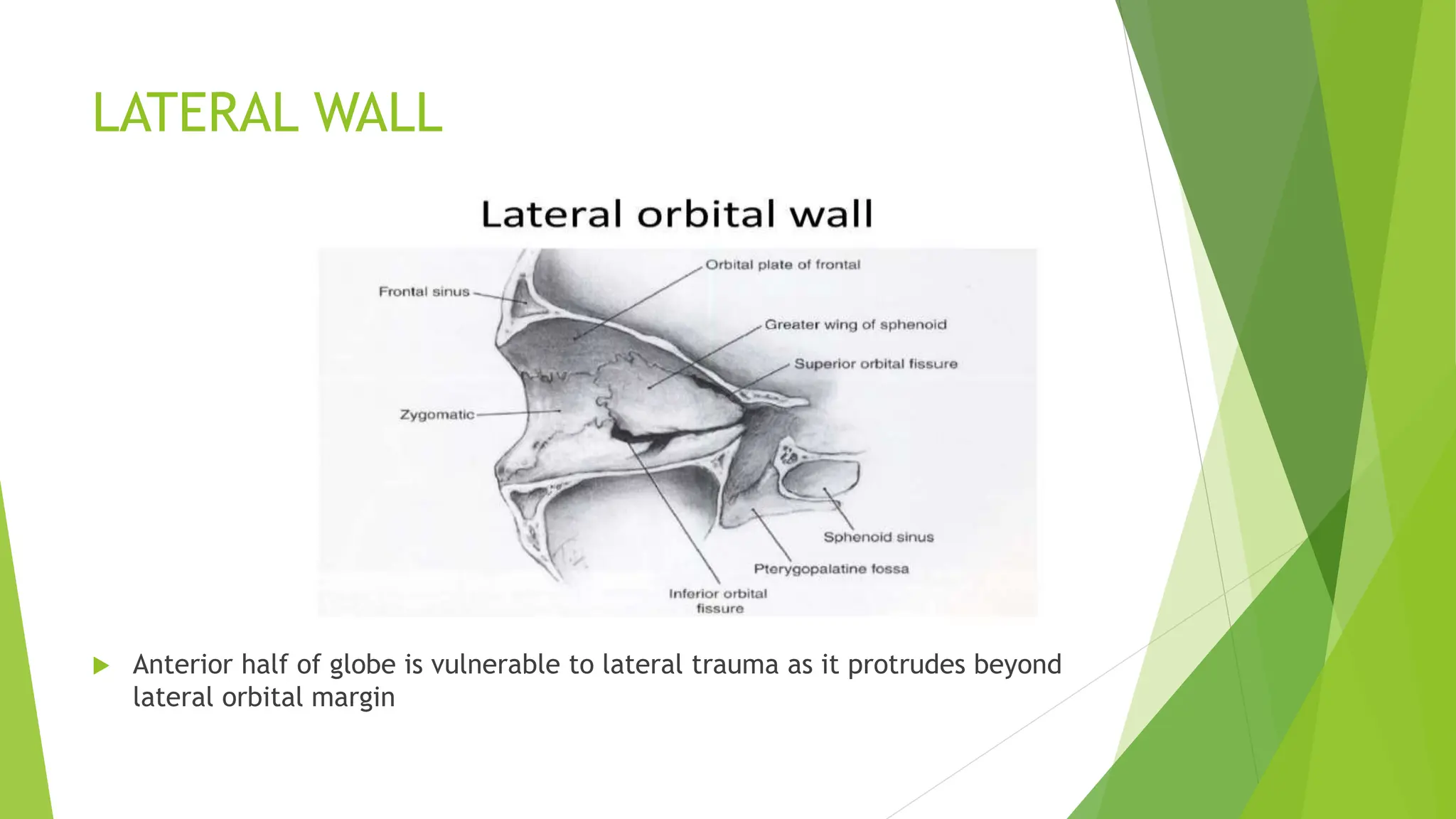 ANATOMY OF ORBIT.pptx anatomy of orbit ppt | PPTX