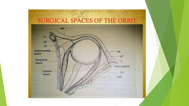 ANATOMY OF ORBIT.pptx anatomy of orbit ppt | PPT