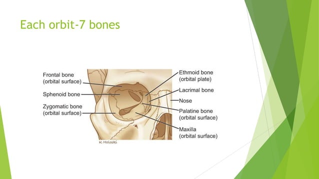 ANATOMY OF ORBIT.pptx anatomy of orbit ppt | PPT