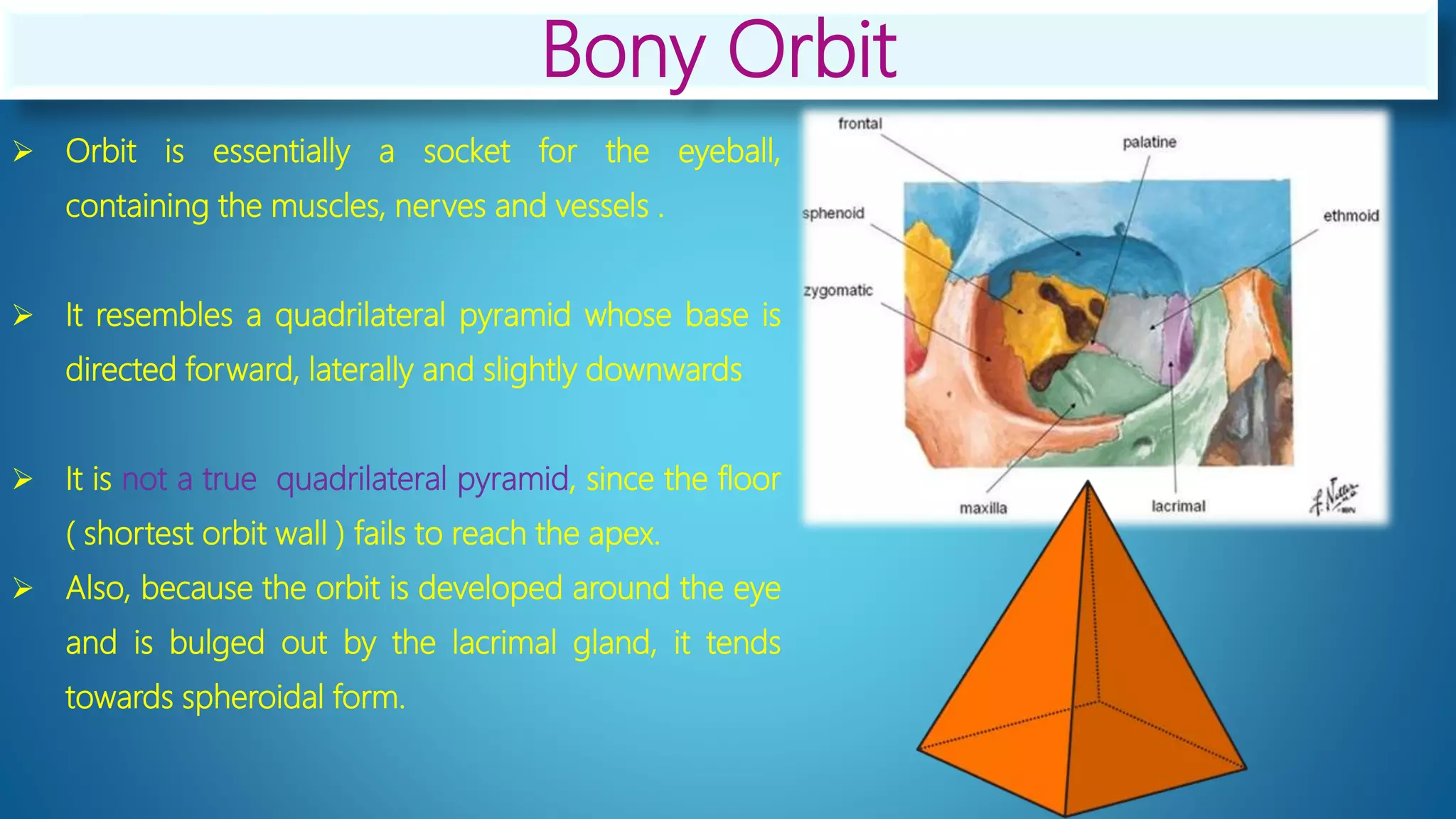 Anatomy of orbit by Dr.Prakash Bam | PPTX | Ear, Nose and Throat ...