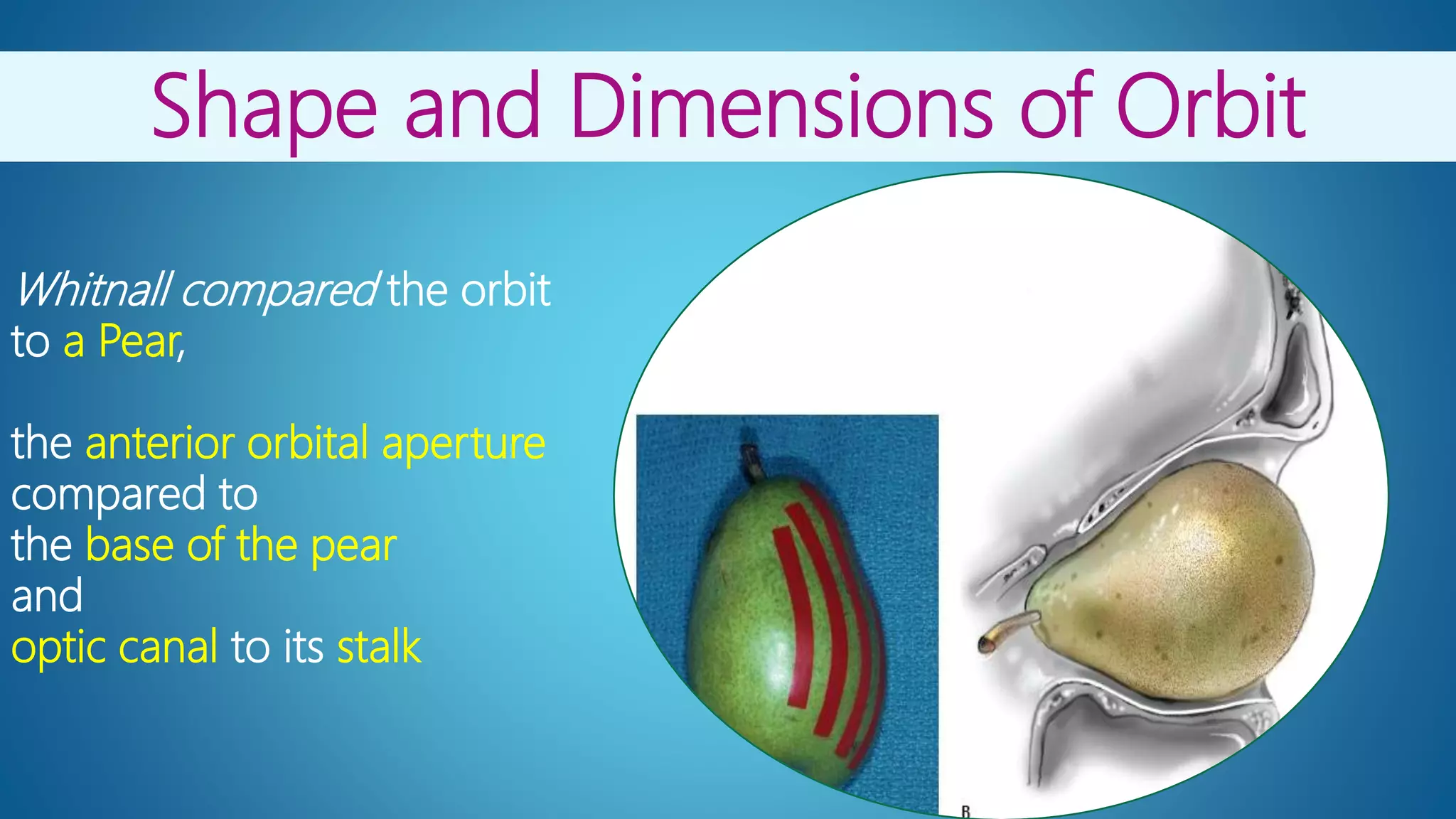 Anatomy of orbit by Dr.Prakash Bam | PPTX | Ear, Nose and Throat ...