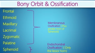 Anatomy of orbit by Dr.Prakash Bam | PPTX