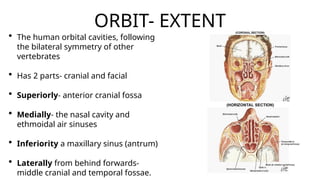 Upload ppt of Anatomy of orbit sen 3.pptx