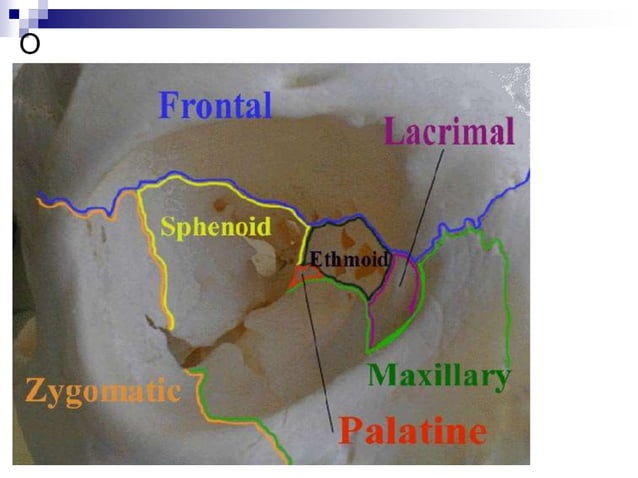 Anatomy of orbital cavity | PPT