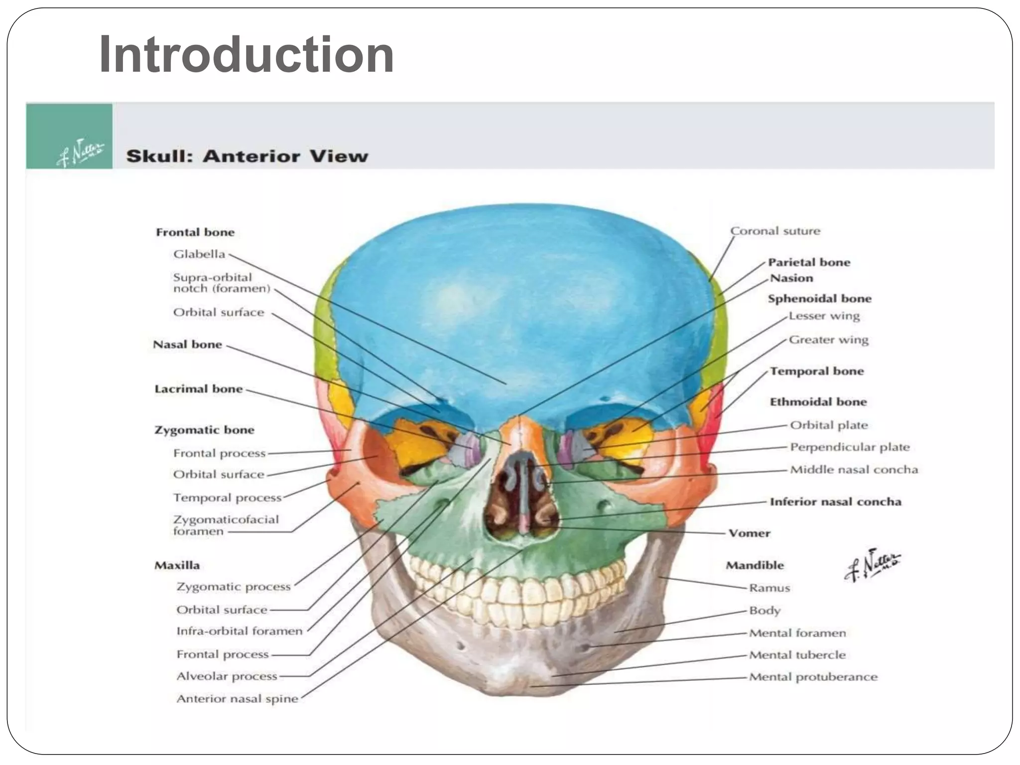 Anatomy of Orbit and its clinical importance | PPTX