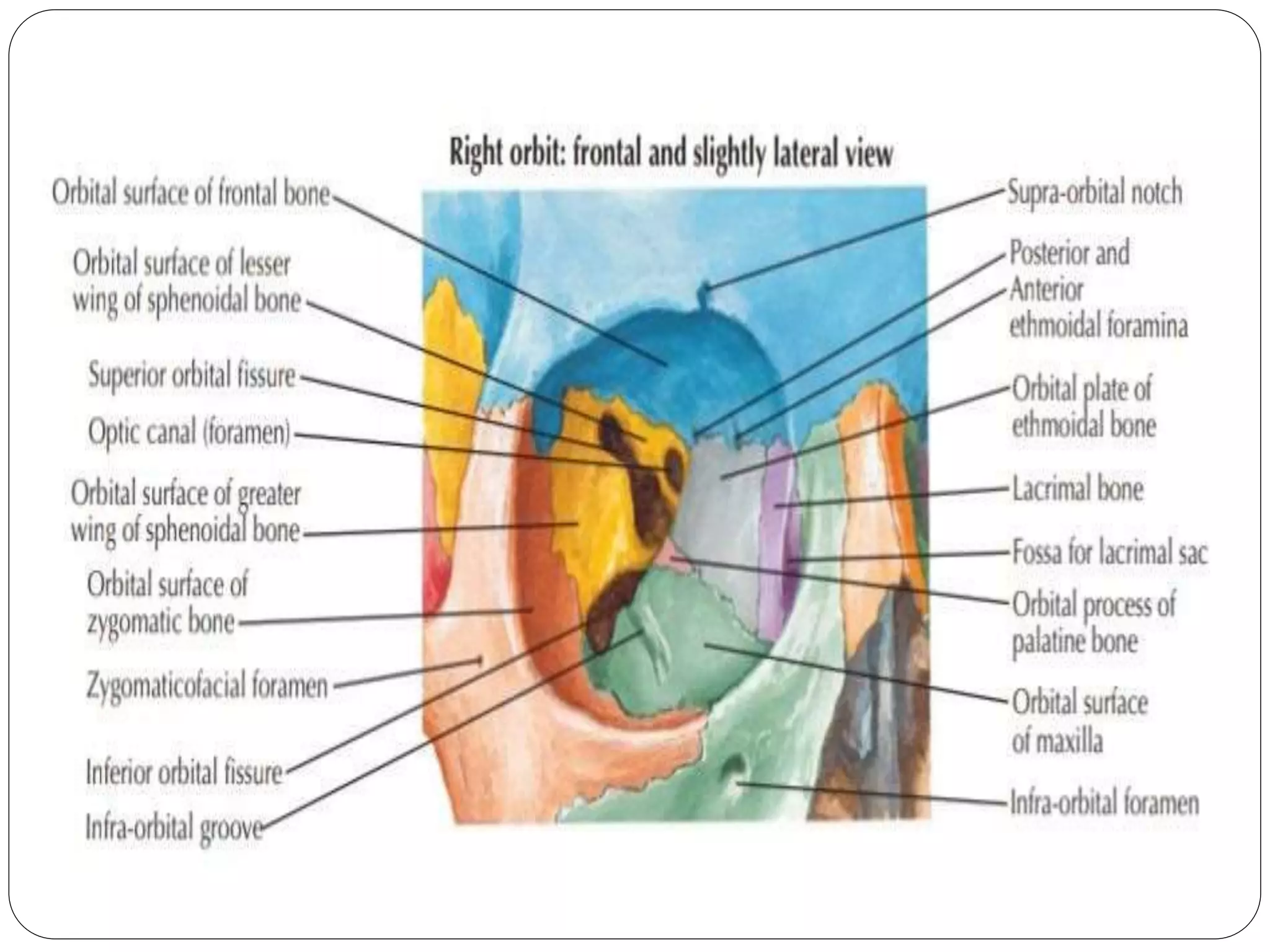 Anatomy of Orbit and its clinical importance | PPTX