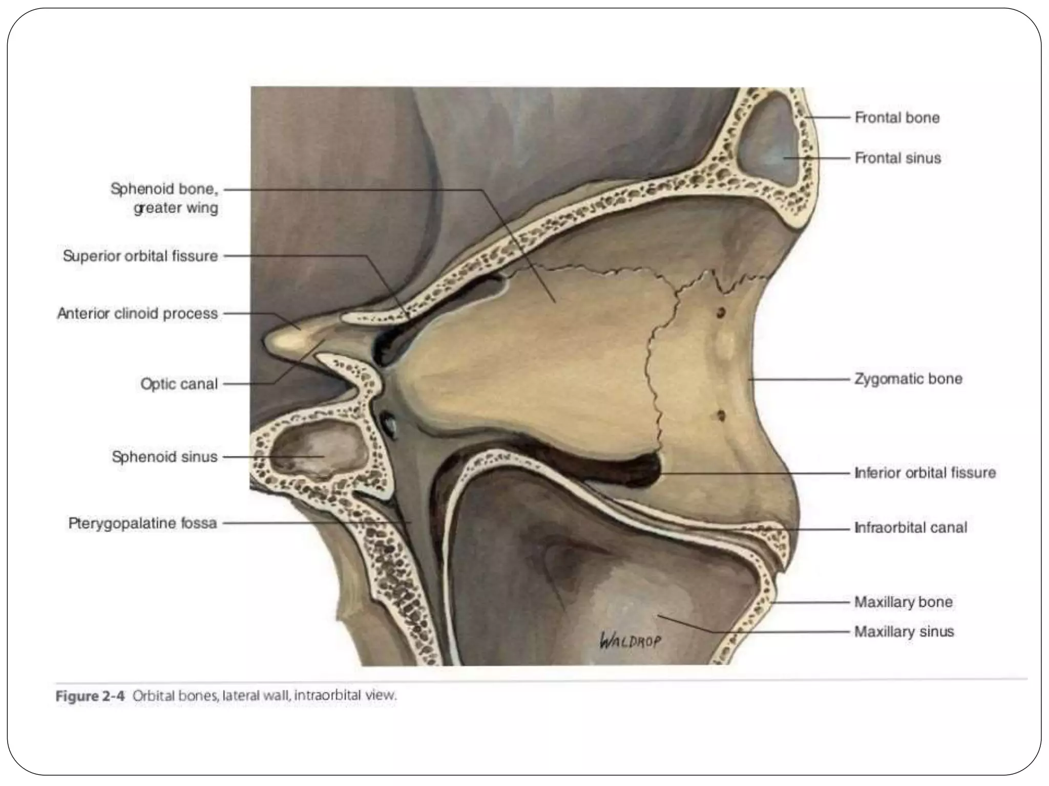 Anatomy of Orbit and its clinical importance | PPTX