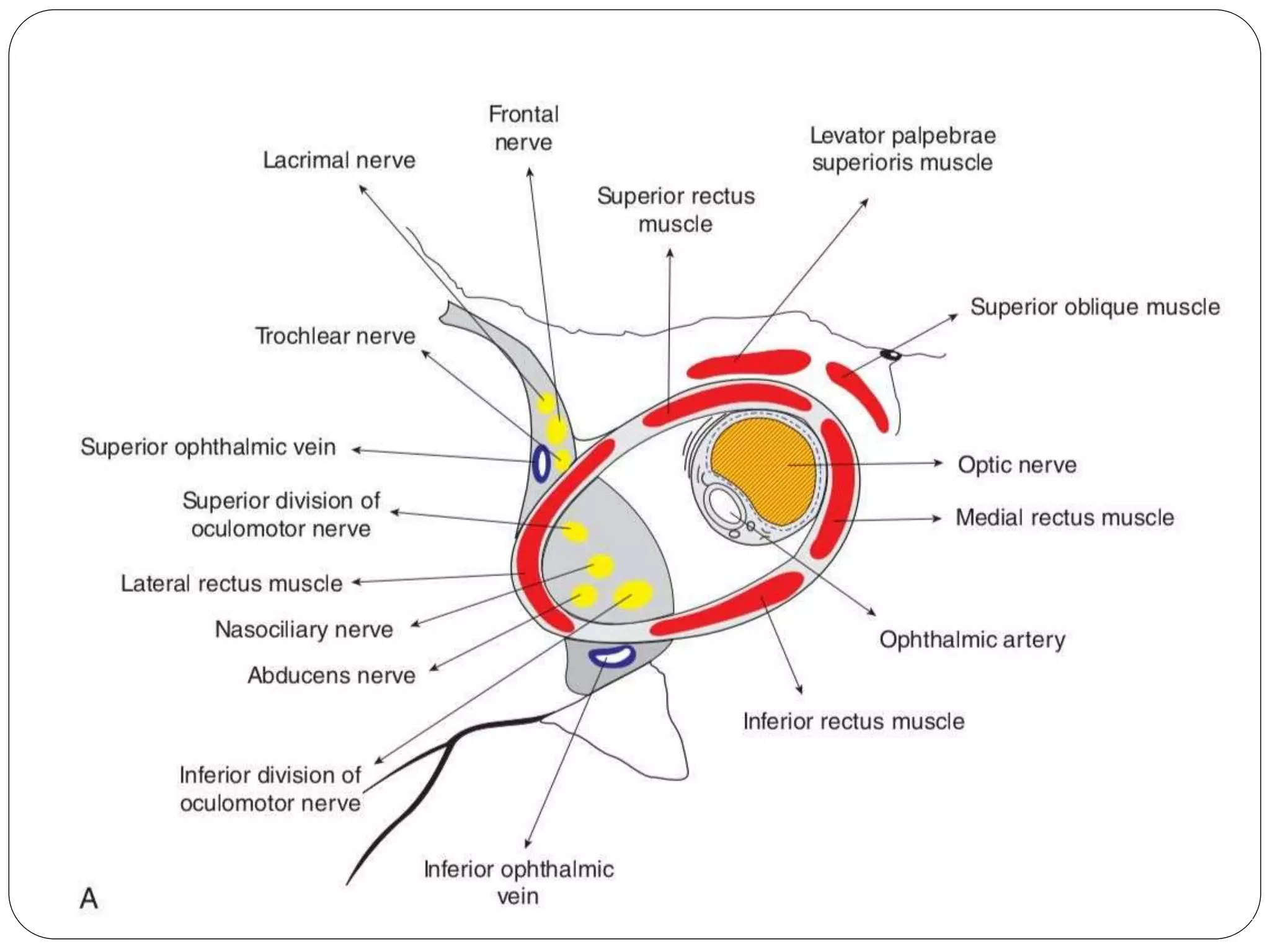 Anatomy of Orbit and its clinical importance | PPTX