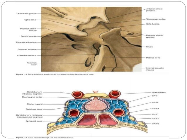 Anatomy of Orbit and its clinical importance | PPTX | Ear, Nose and ...