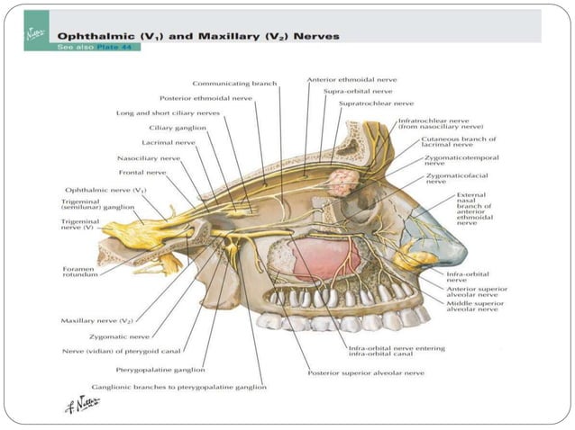 Anatomy of Orbit and its clinical importance | PPTX | Ear, Nose and ...