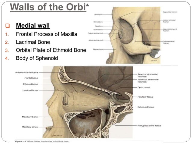 Anatomy of Orbit and its clinical importance | PPTX | Ear, Nose and ...