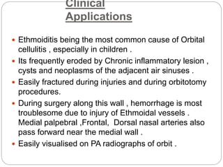 Anatomy of Orbit and its clinical importance | PPTX