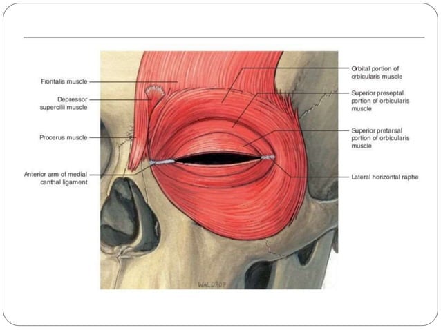 Anatomy of Orbit and its clinical importance | PPTX | Ear, Nose and ...