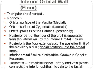 Anatomy of Orbit and its clinical importance | PPTX