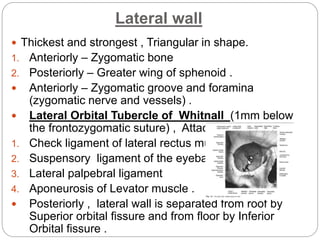 Anatomy of Orbit and its clinical importance | PPTX