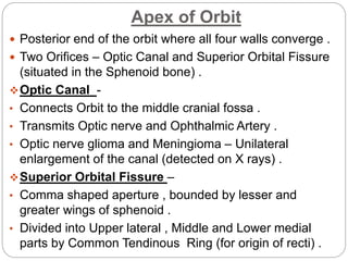 Anatomy of Orbit and its clinical importance | PPTX