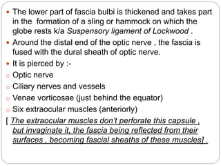 Anatomy of Orbit and its clinical importance | PPTX