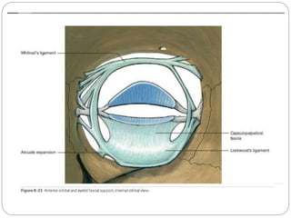 Anatomy of Orbit and its clinical importance | PPTX