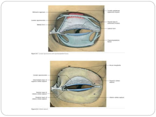 Anatomy of Orbit and its clinical importance | PPTX