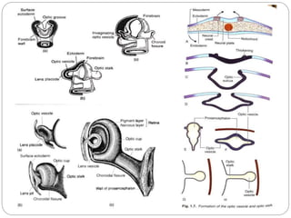 Anatomy of Orbit and its clinical importance | PPTX