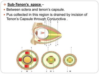 Anatomy of Orbit and its clinical importance | PPTX