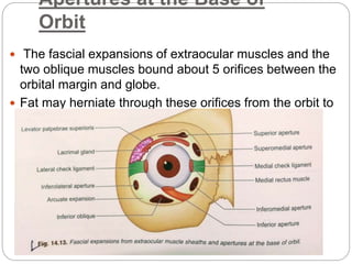 Anatomy of Orbit and its clinical importance | PPTX