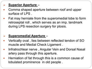 Anatomy of Orbit and its clinical importance | PPTX