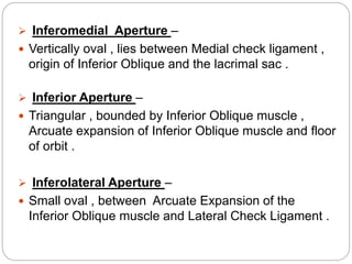 Anatomy of Orbit and its clinical importance | PPTX