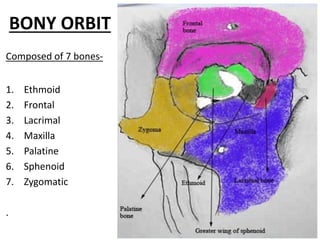 Anatomy of orbit by pushkar dhir | PPT