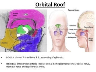 Anatomy of orbit by pushkar dhir | PPTX