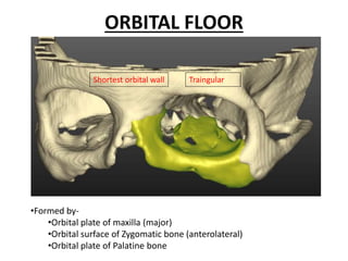 Anatomy of orbit by pushkar dhir | PPT