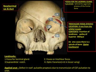 Frontal Bone Trochlear Fovea