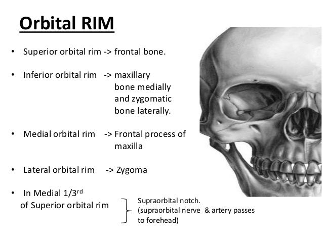 Anatomy of orbit by pushkar dhir