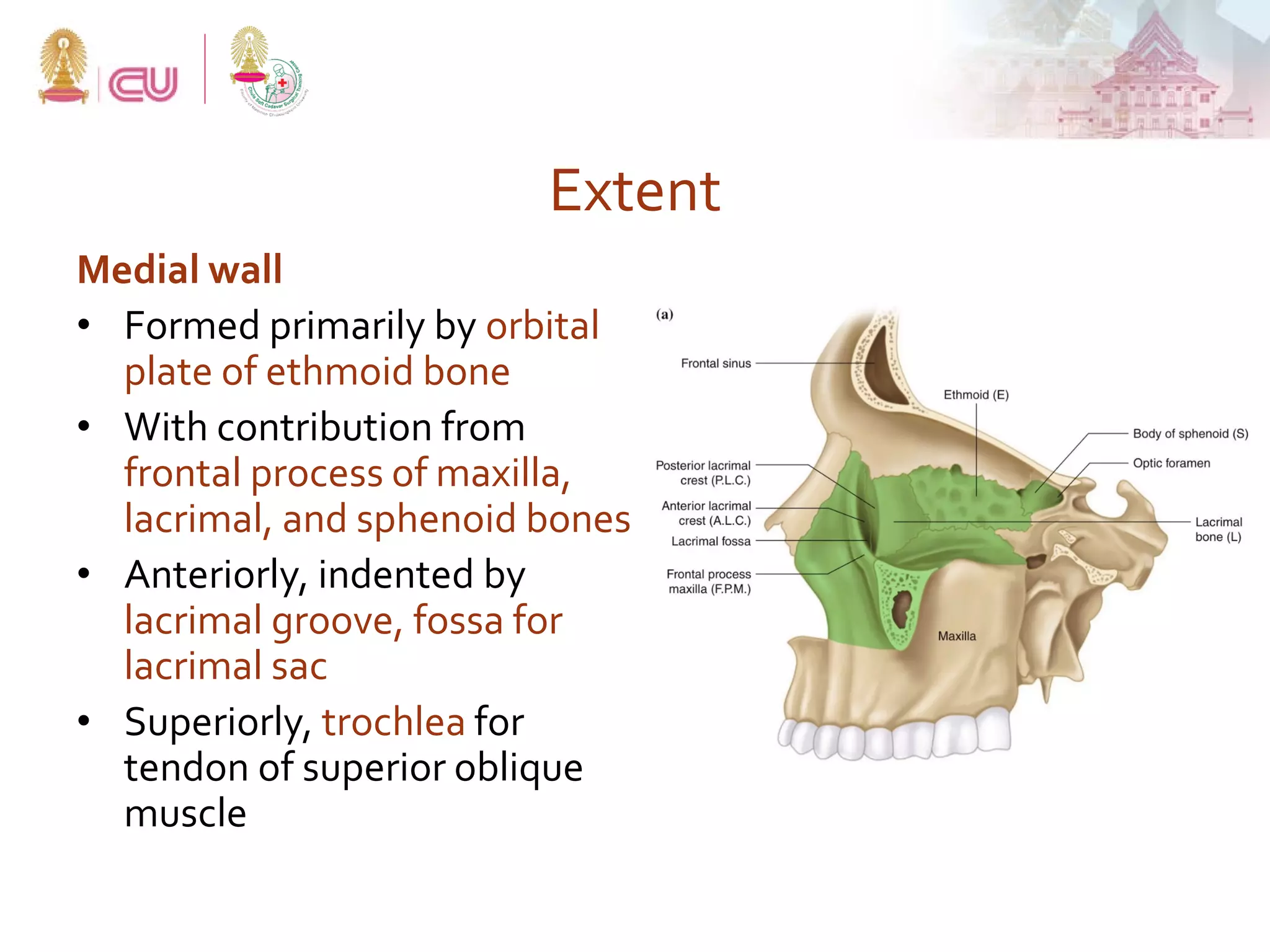 Anatomy of Orbit and Lacrimal system | PDF