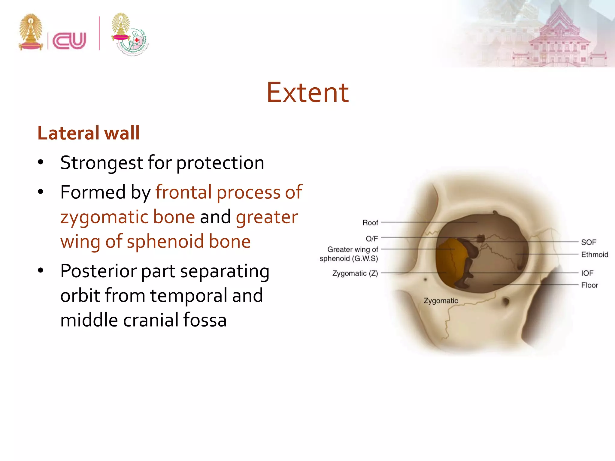 Anatomy of Orbit and Lacrimal system | PDF