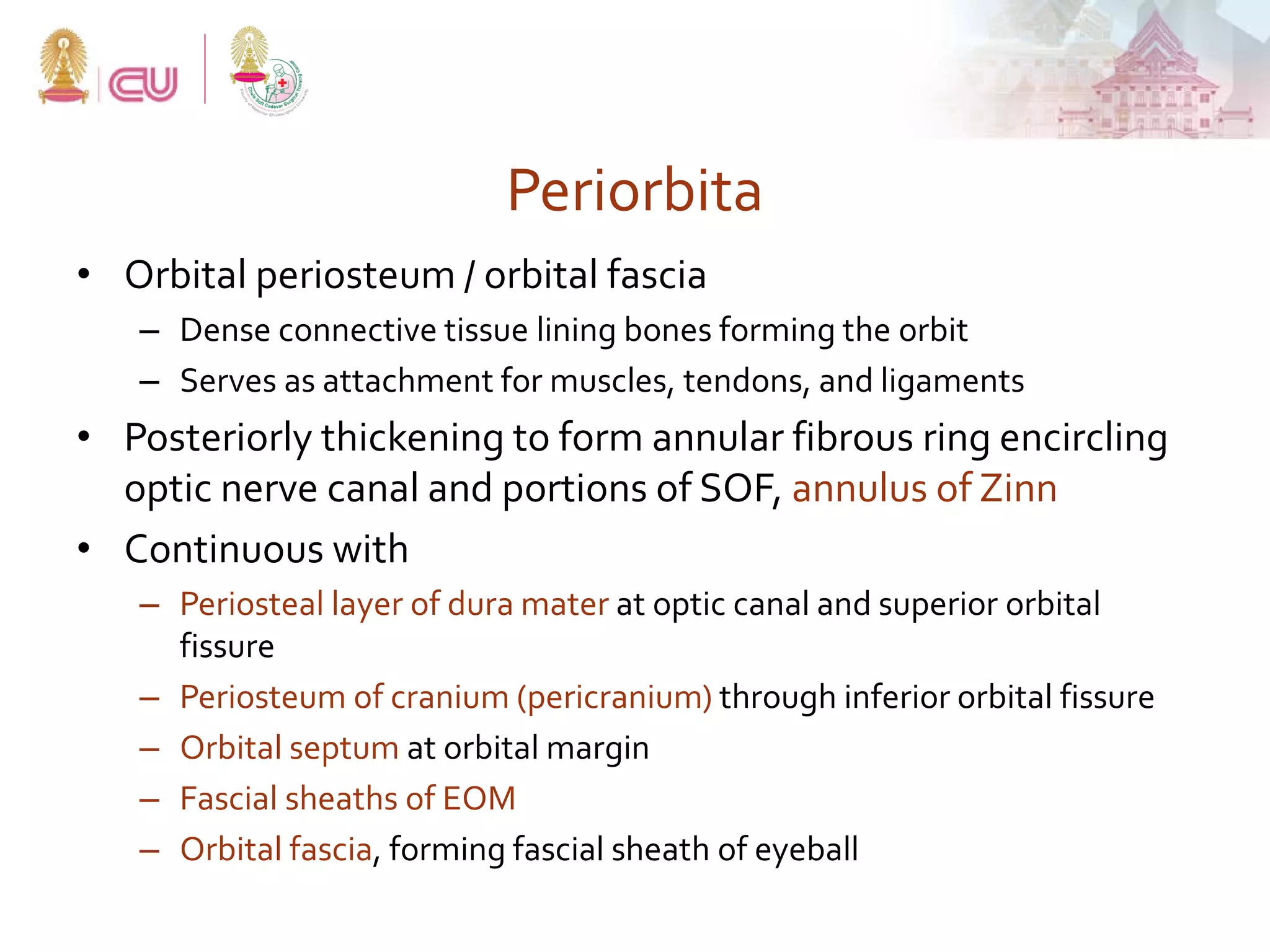 Anatomy of Orbit and Lacrimal system | PDF