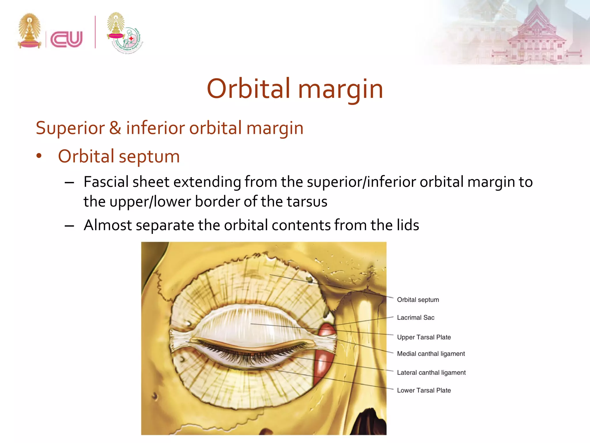 Anatomy of Orbit and Lacrimal system | PDF