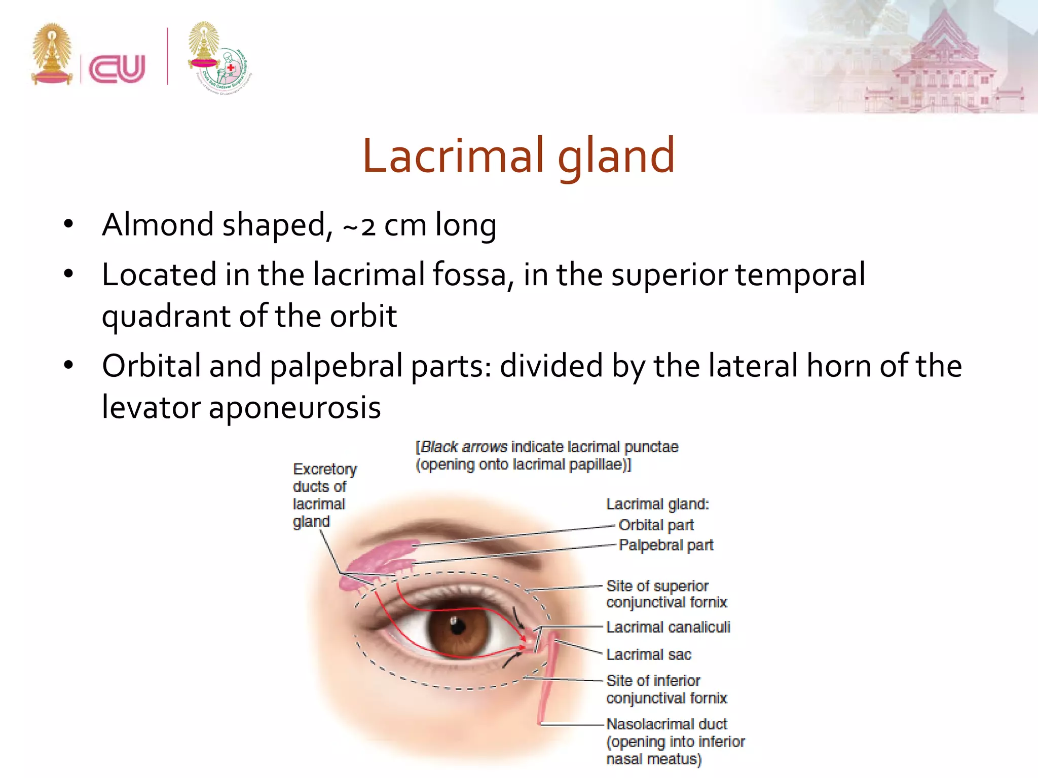 Anatomy of Orbit and Lacrimal system | PDF