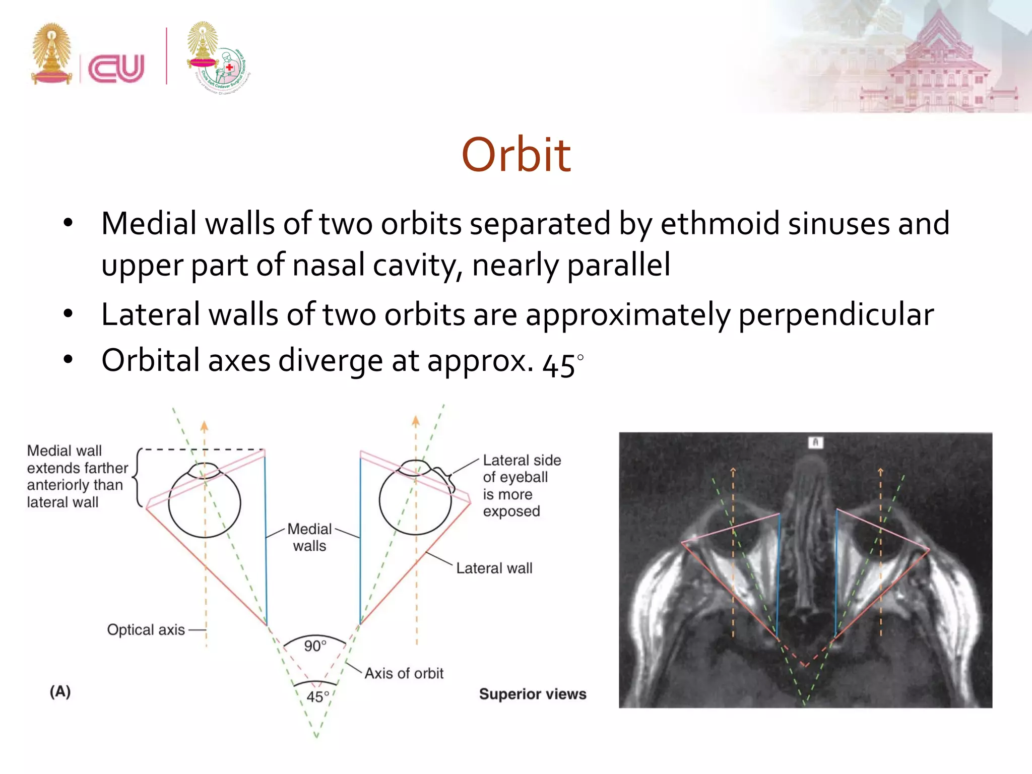 Anatomy of Orbit and Lacrimal system | PDF