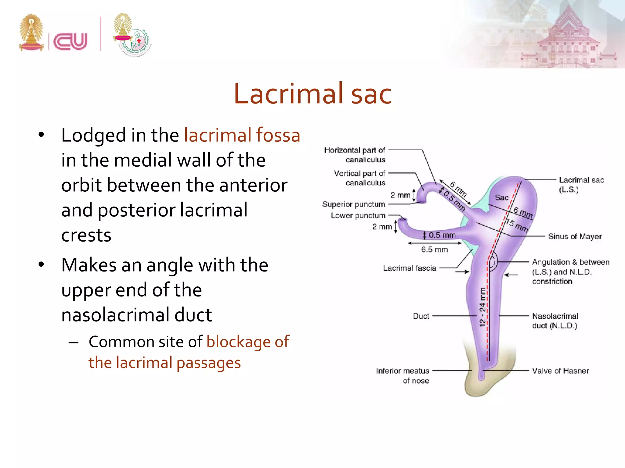 Anatomy of Orbit and Lacrimal system | PDF