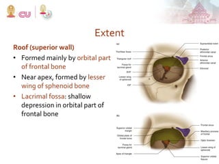 Anatomy of Orbit and Lacrimal system | PDF