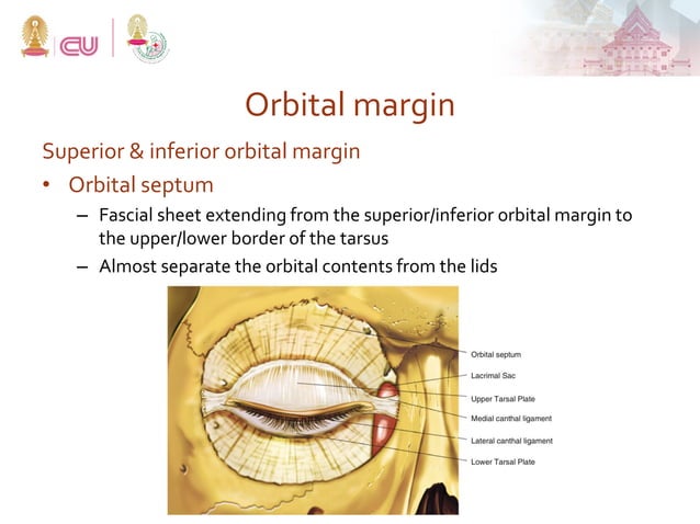 Anatomy of Orbit and Lacrimal system | PPT