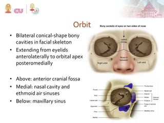 Anatomy of Orbit and Lacrimal system | PDF