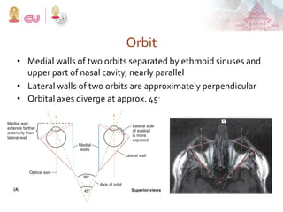 Anatomy of Orbit and Lacrimal system | PDF