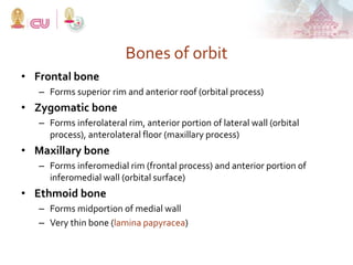 Anatomy of Orbit and Lacrimal system | PDF