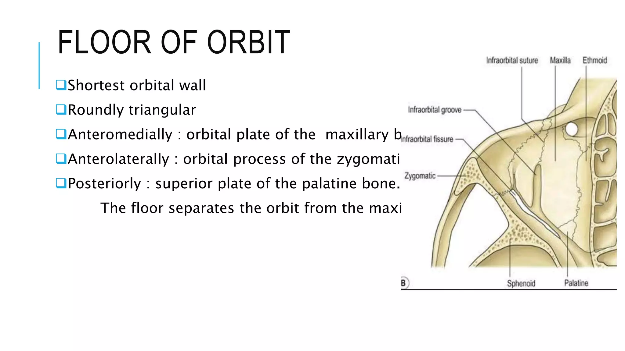 Anatomy of orbit ophthalm | PPTX