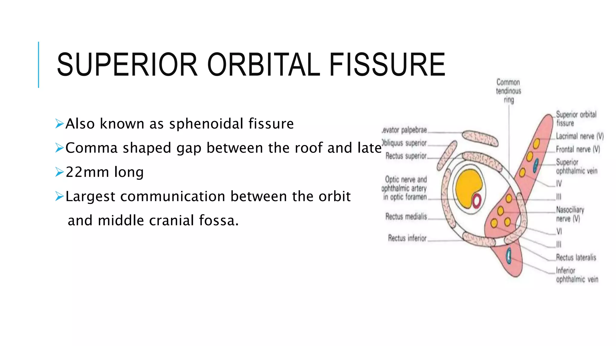 Anatomy of orbit ophthalm | PPTX